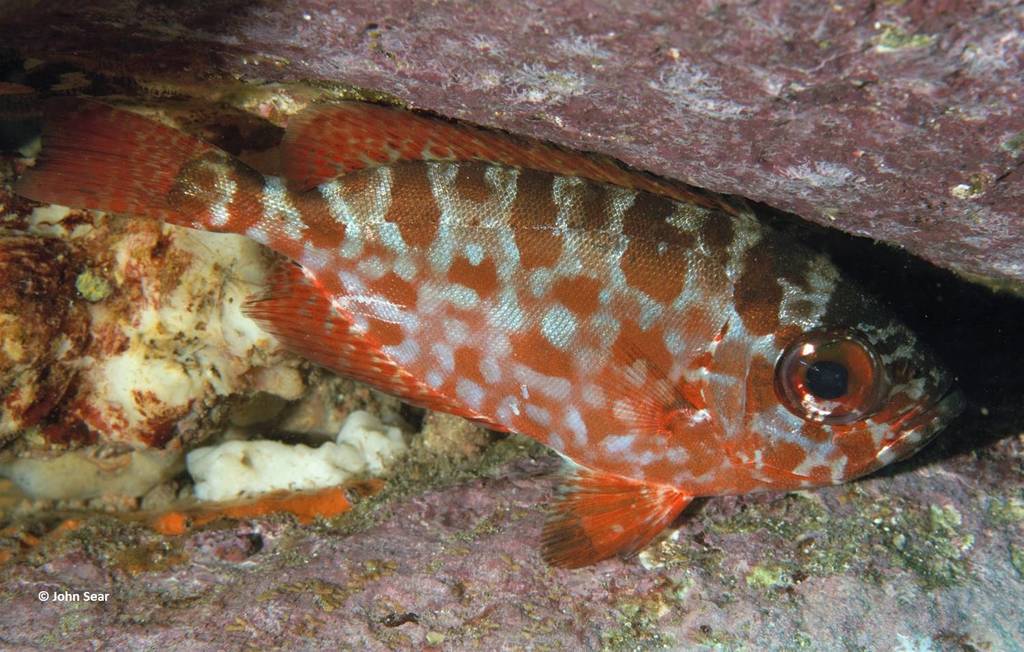 Red Big-eye from Manly NSW 2095, Australia on May 26, 2017 at 11:11 PM ...