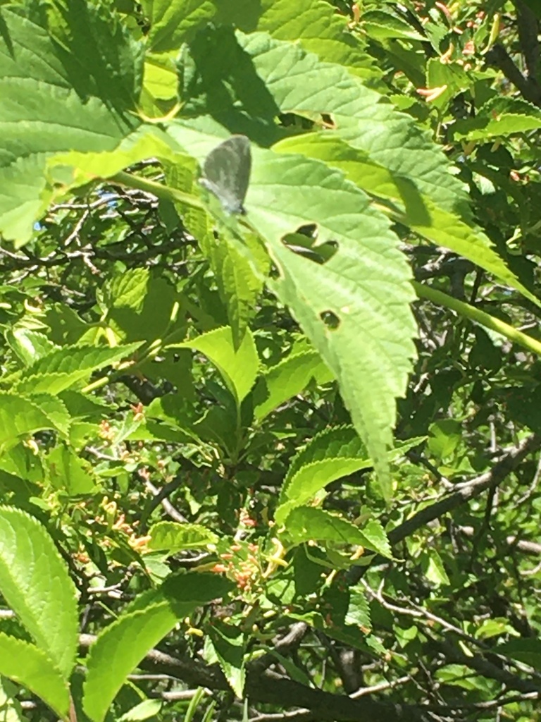 Hops Azure in June 2020 by ehmooney. Blue butterfly resting on large ...