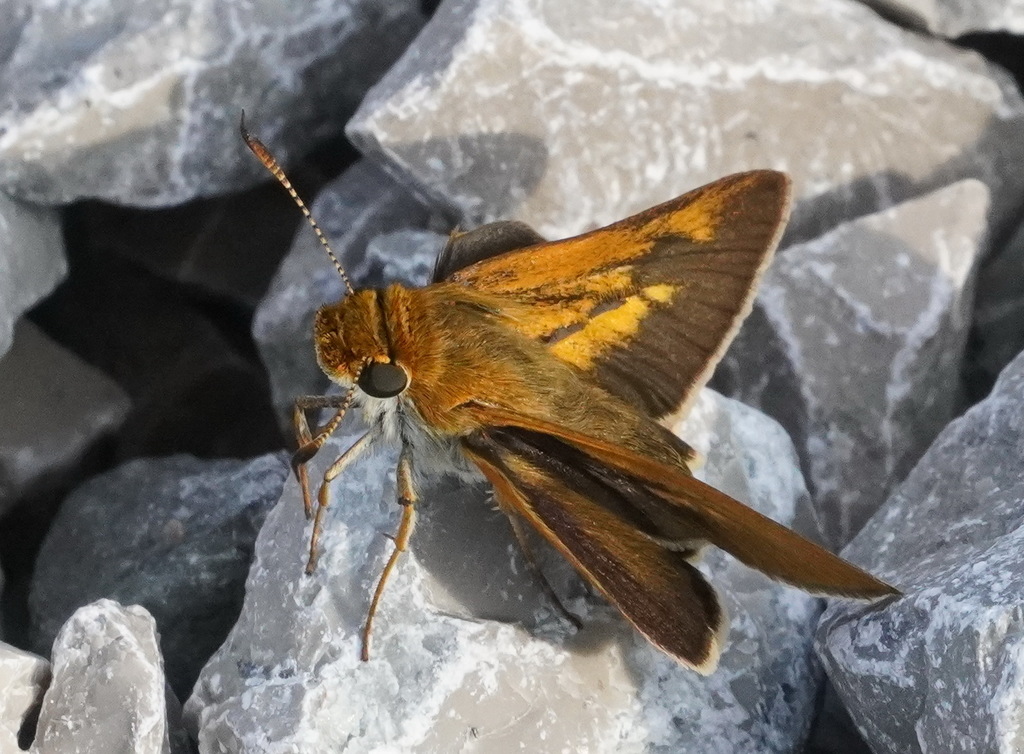 Two-spotted Skipper (Acadia National Park Butterfly Guide 🦋) · iNaturalist