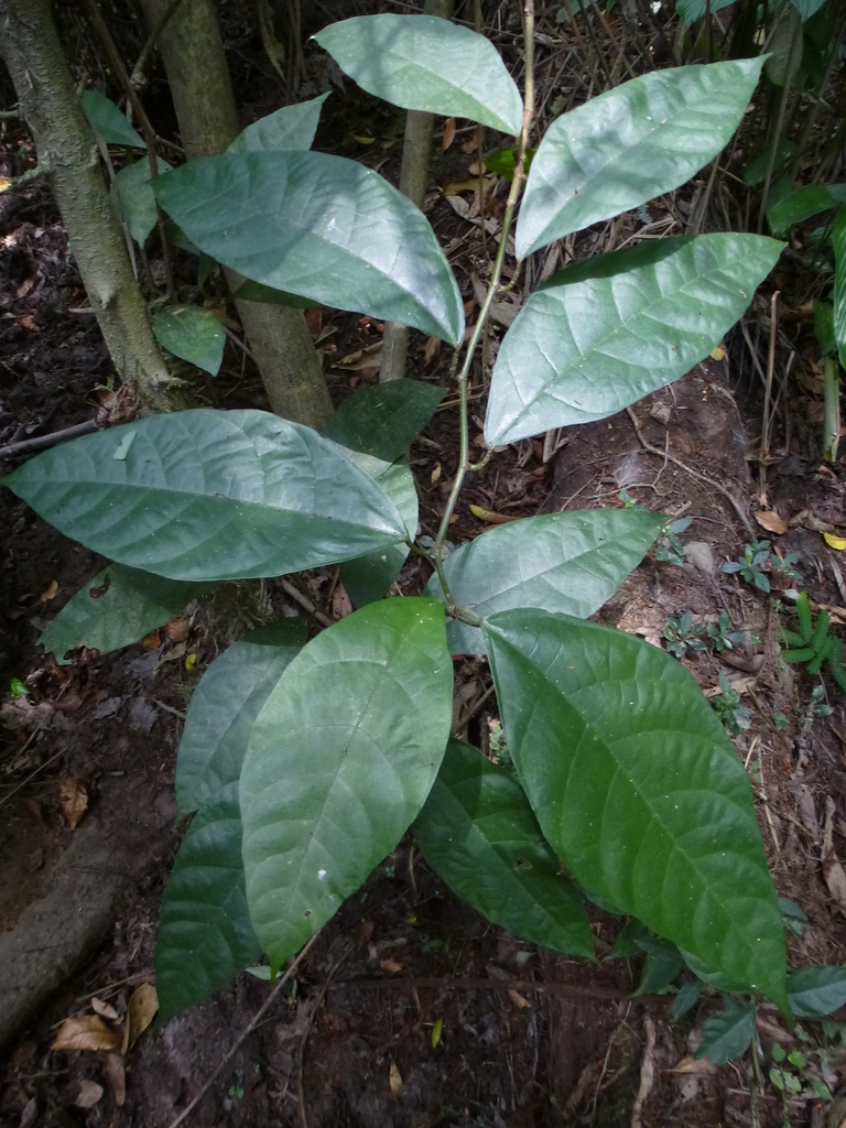Ficus asperifolia from Zorzor, Liberia on March 10, 2013 at 02:31 PM by ...