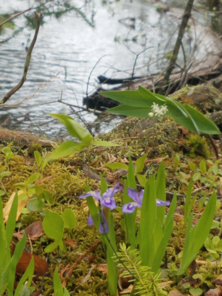 Dwarf Lake Iris in June 2020 by Rachel Hackett · iNaturalist