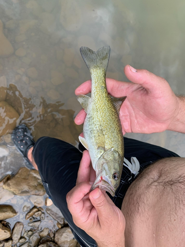 Neosho Bass (Micropterus velox) - Marine Life Identification