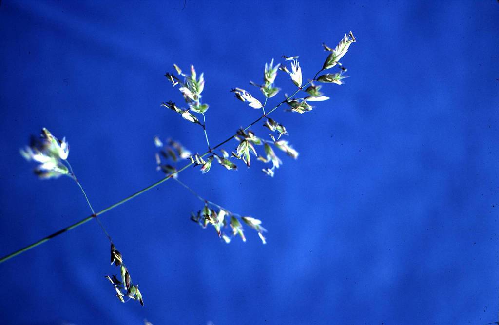 Muttongrass (Plants of Eleven Mile State Park) · iNaturalist