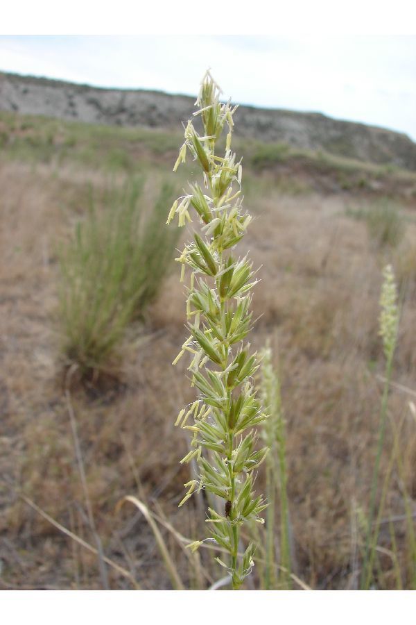 Great Basin Wild Rye (Plants of Highline Lake State Park) · iNaturalist