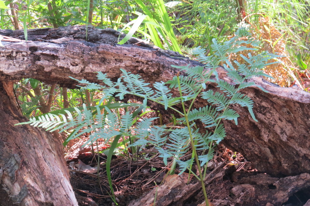 Tailed Bracken Fern from Highlands Hammock State Park, FL 33872, USA on ...
