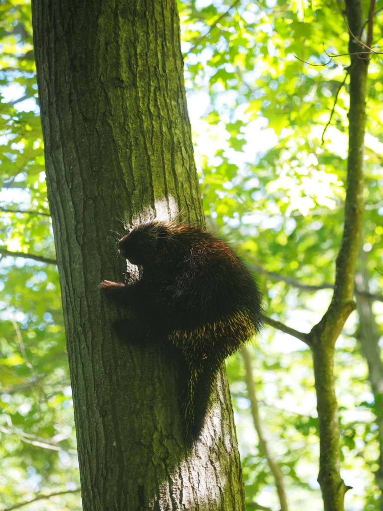 North American Porcupine from St Joseph Island, Ontario P0R, Canada on ...