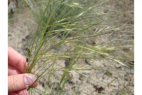 Needle-and-Thread (Plants of Lathrop State Park) · iNaturalist