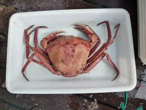 Japanese Golden Crab (Chaceon granulatus) · iNaturalist