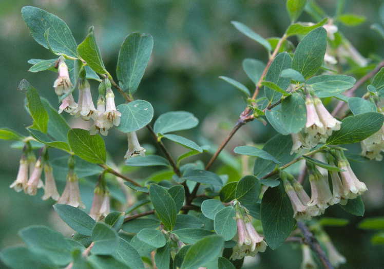 Roundleaf Snowberry (Plants of Chatfield State Park) · iNaturalist