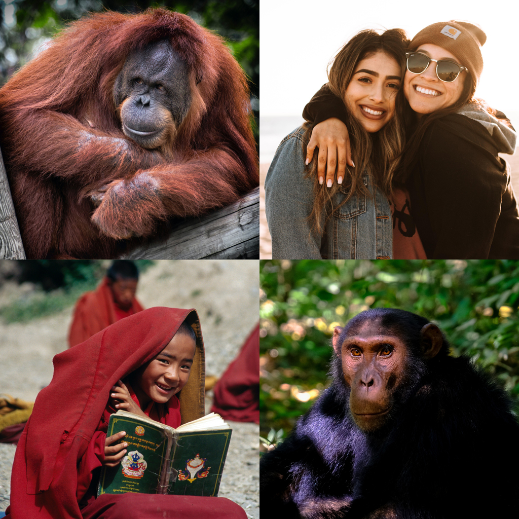 Great Apes (Hominidae) - Know Your Mammals