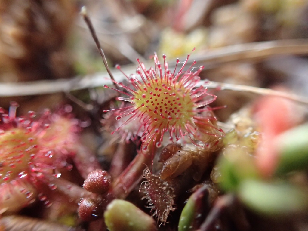 round-leaved sundew from 100 Fenwick St, Halifax, NS, CA on May 22 ...