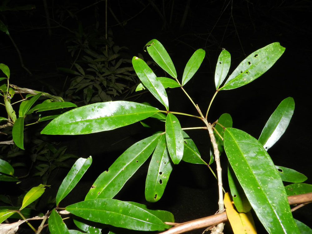 (Tabebuia palustris) - Botanical Realm