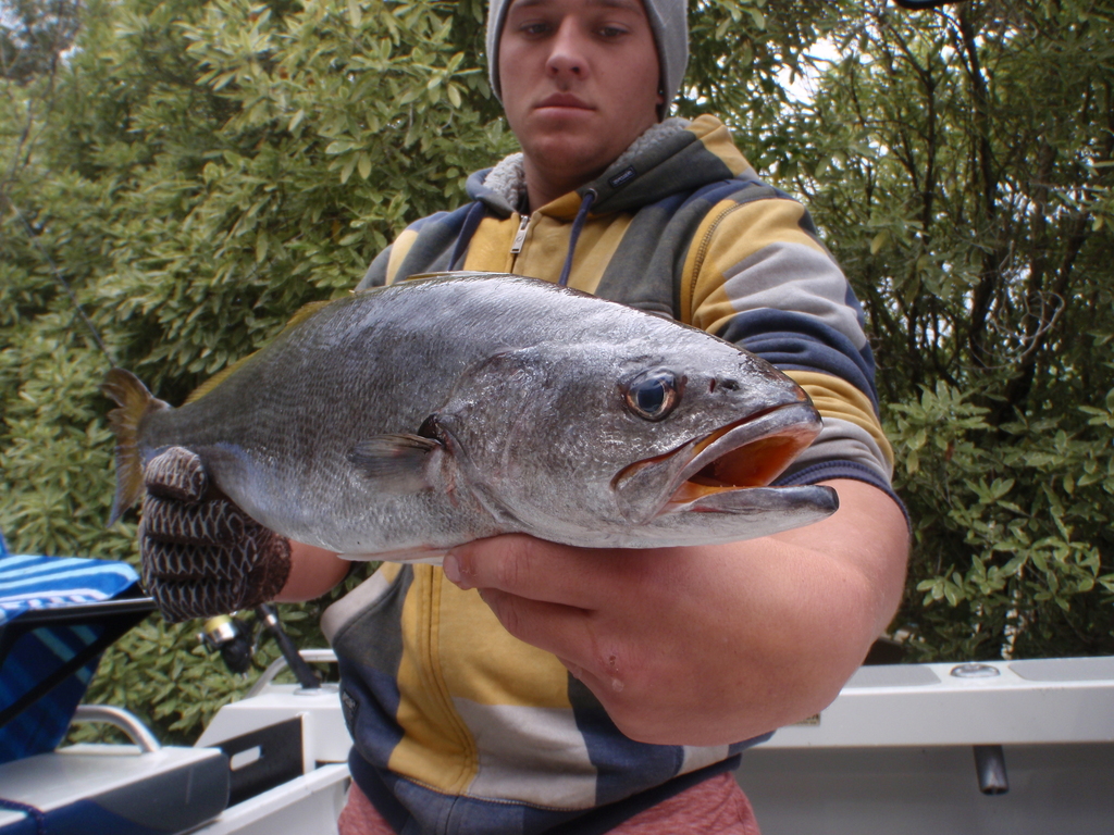 Small Lunate Caudal Fin Croaker (Atractoscion atelodus) - Marine Life ...