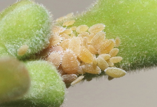 Planococcus ficus · iNaturalist Ecuador