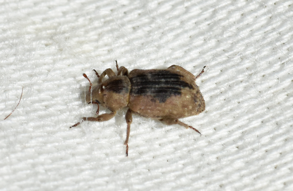 Rice Water Weevil from UV light, Sunset, LA 70584, USA on June 19, 2020 ...