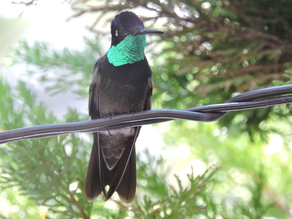 Colibrí Magnífico (Polinizadores diurnos del Jardín Botánico Francisco ...
