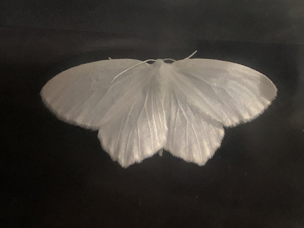 Snowy Geometer Moth in June 2020 by smwhite · iNaturalist