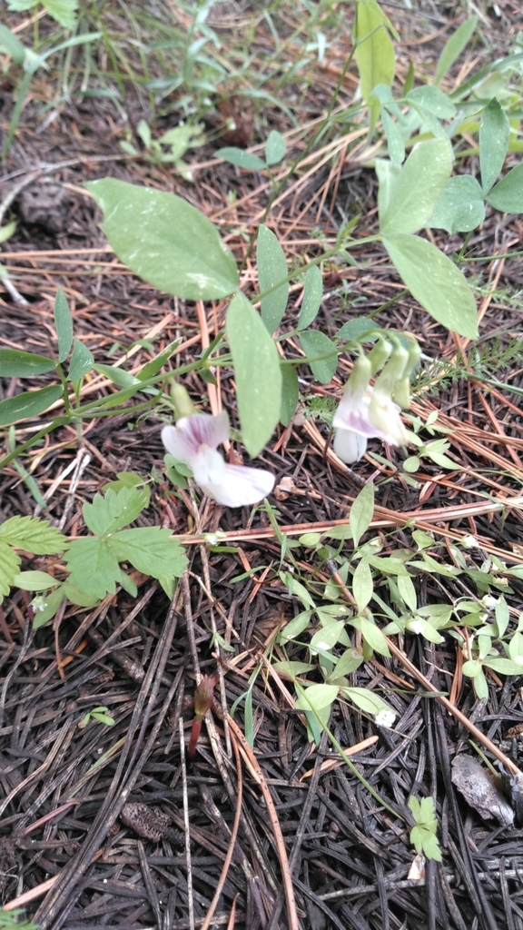 Fewflower Pea from Baker County, US-OR, US on June 17, 2020 at 10:15 AM ...
