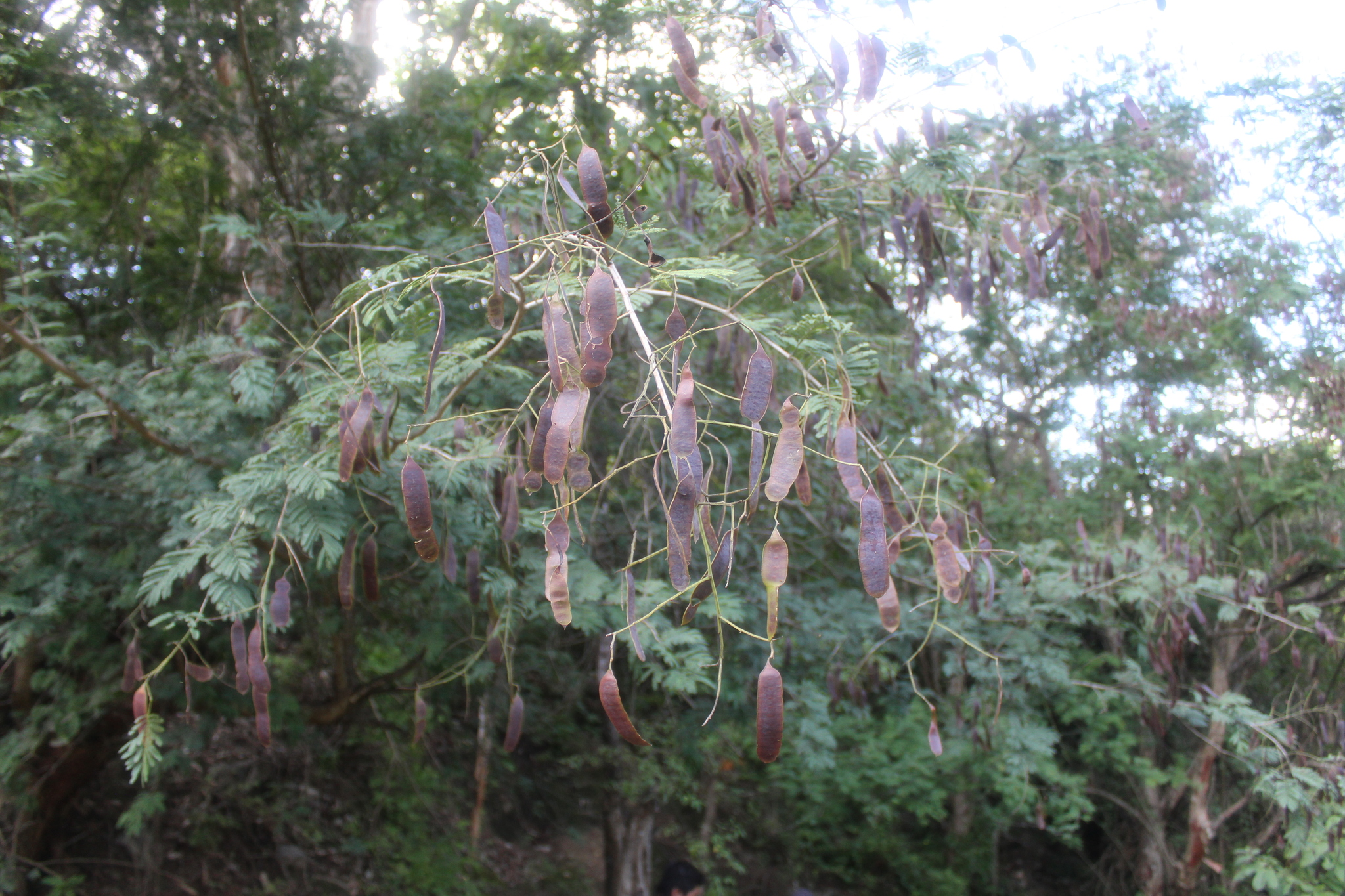 Piptadenia retusa (Jacq.) P.G.Ribeiro, Seigler & Ebinger