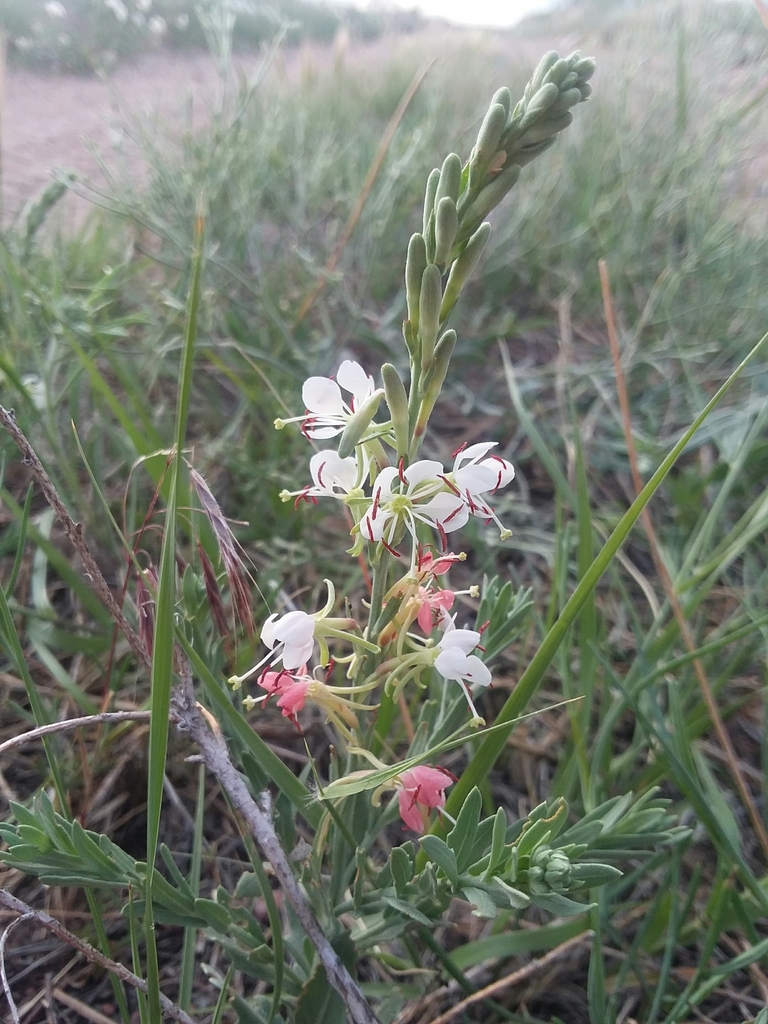 Scarlet Beeblossom from Nunn, CO 80648, USA on June 18, 2020 at 06:54 ...