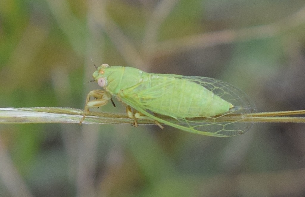 Kansas Grass Cicada (Cicadettana kansa) (Wildlife of the United States ...