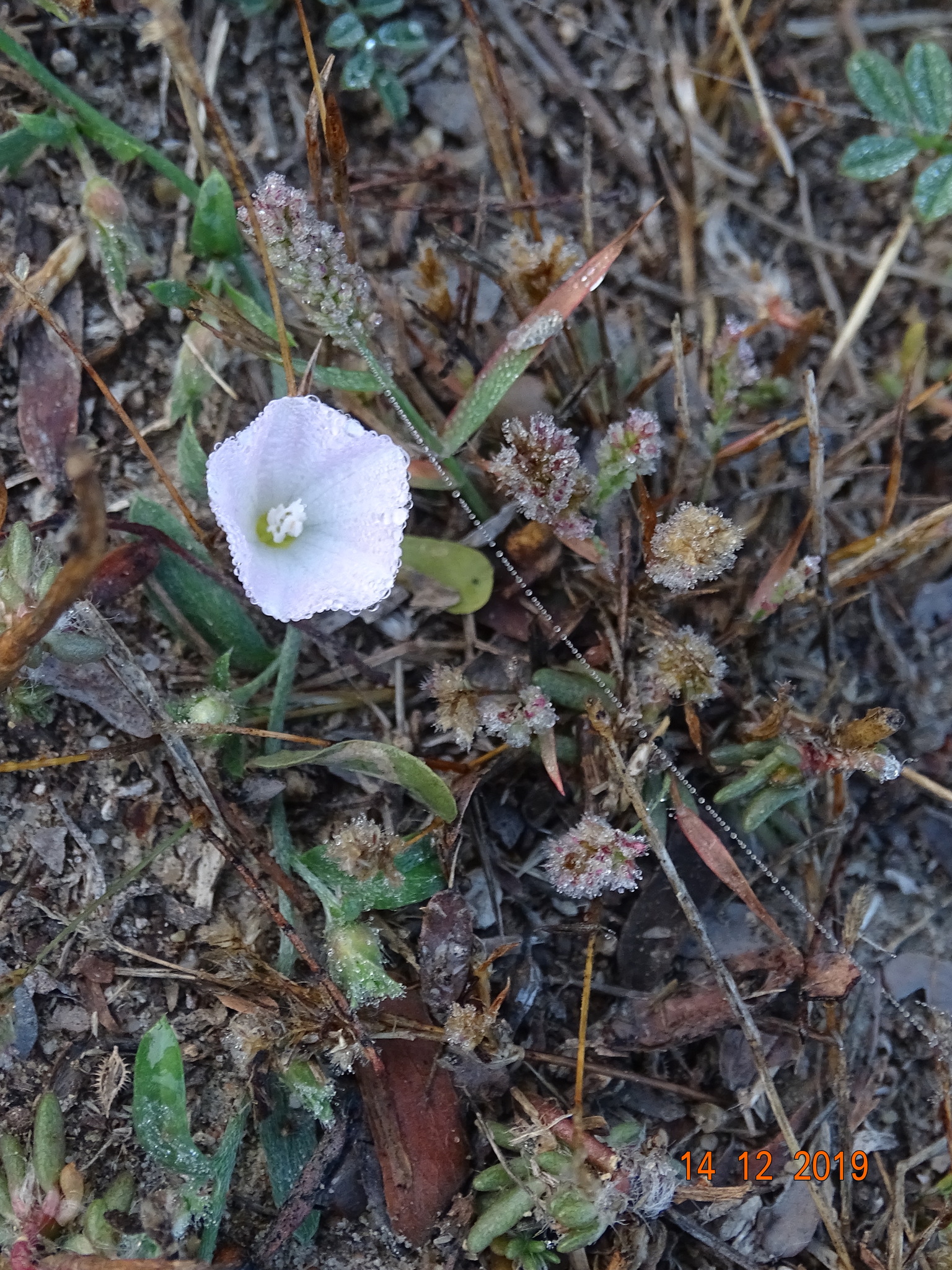 Convolvulus prostratus Forssk.