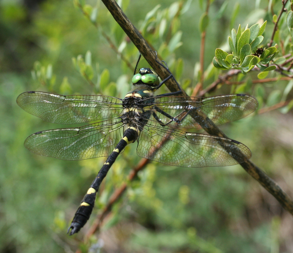 Macromia fraenata from Russia, Novosibirsk Province, Iskitim District ...