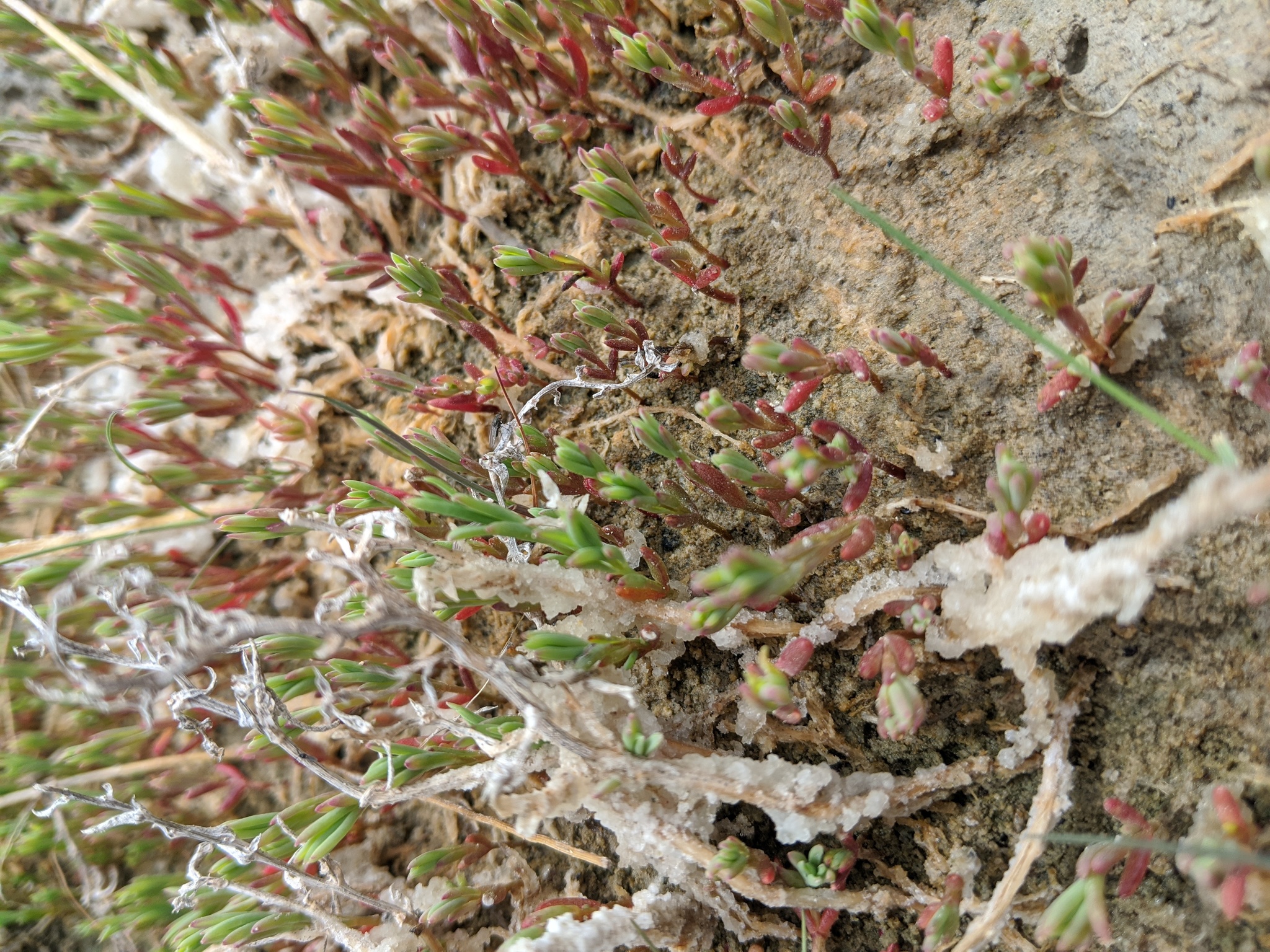 Suaeda calceoliformis (Hook.) Moq.