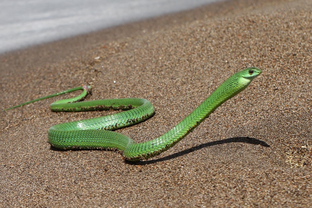 Boomslang (Herpetofauna of Angola) · iNaturalist
