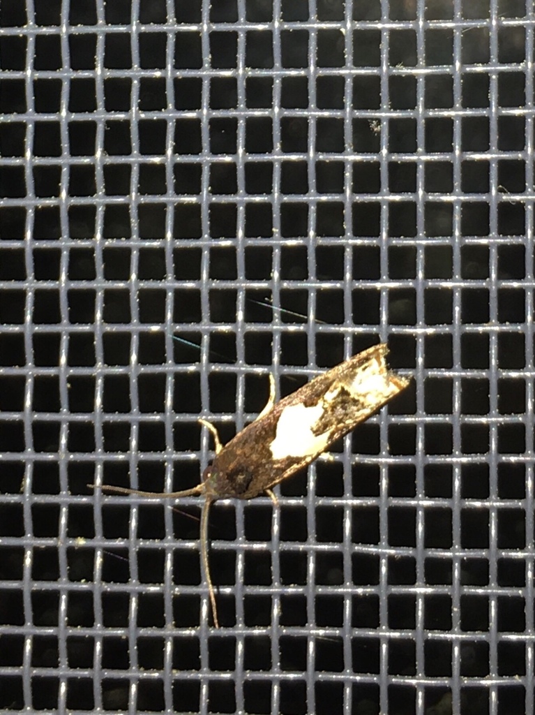 Bidens Borer Moth from Bunny Ln, Brooklyn, CT, US on June 23, 2020 at ...