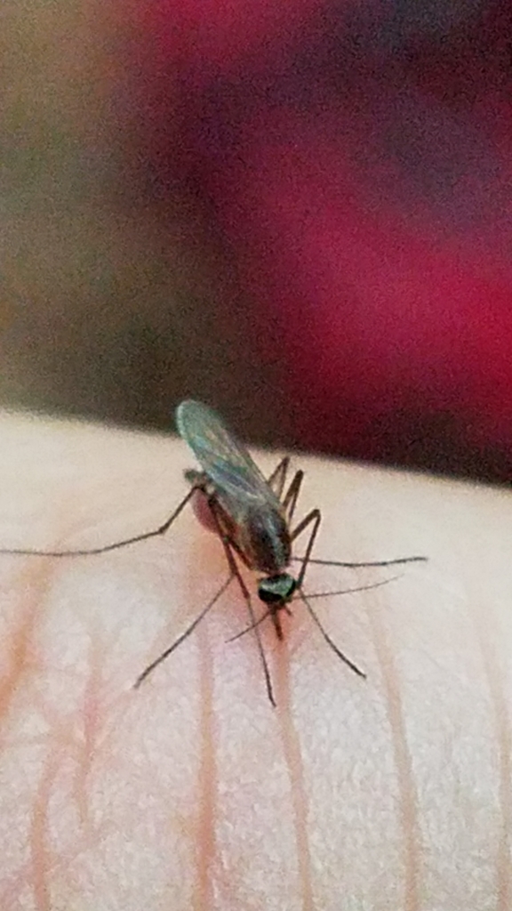 Dupree's Floodwater Mosquito from Zavalla, TX 75980, USA on June 22 ...