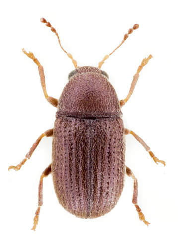 Genus Choragus · iNaturalist