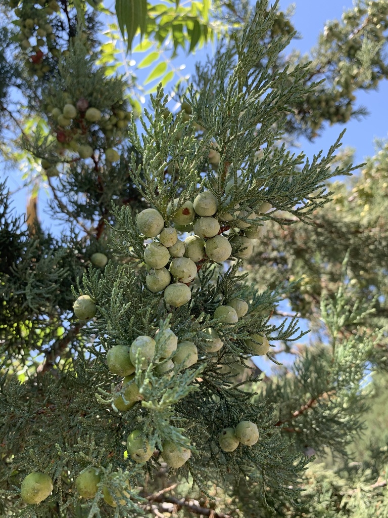 alligator juniper from Yavapai County, US-AZ, US on June 23, 2020 at 02 ...