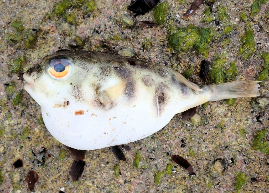 Prickly Toadfish from Sellicks Reef, SA, Australia on June 24, 2020 at ...