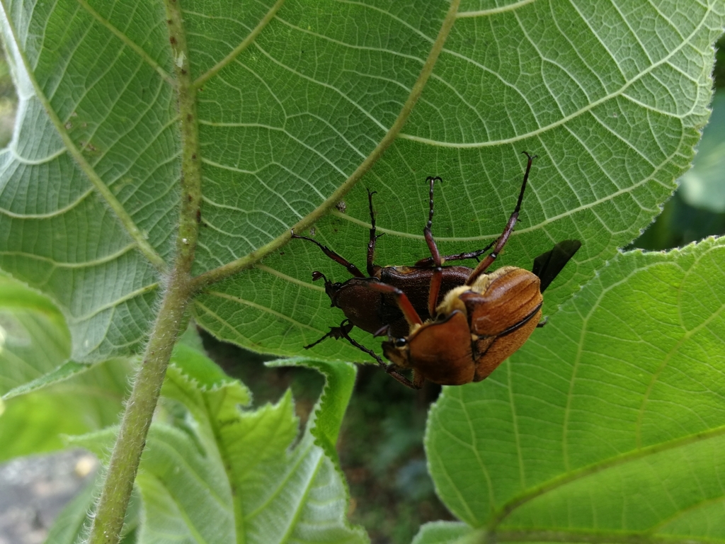 Cosmiomorpha similis from 天溪園生態教育中心 on June 6, 2019 at 11:26 AM by ...