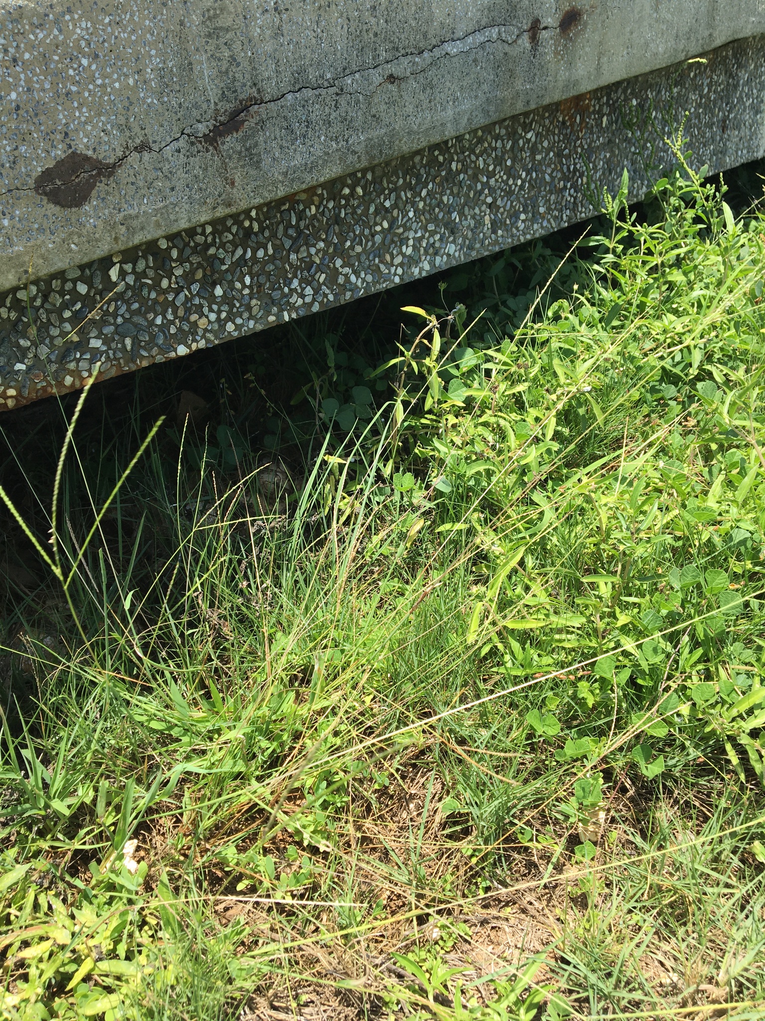 Digitaria longiflora (Retz.) Pers.