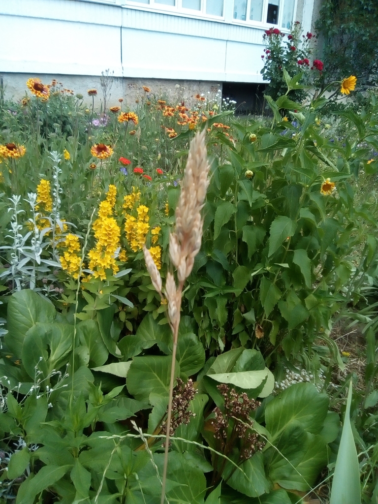 common soft brome from Юго-Запад-3, Минск, Беларусь on June 24, 2020 at ...