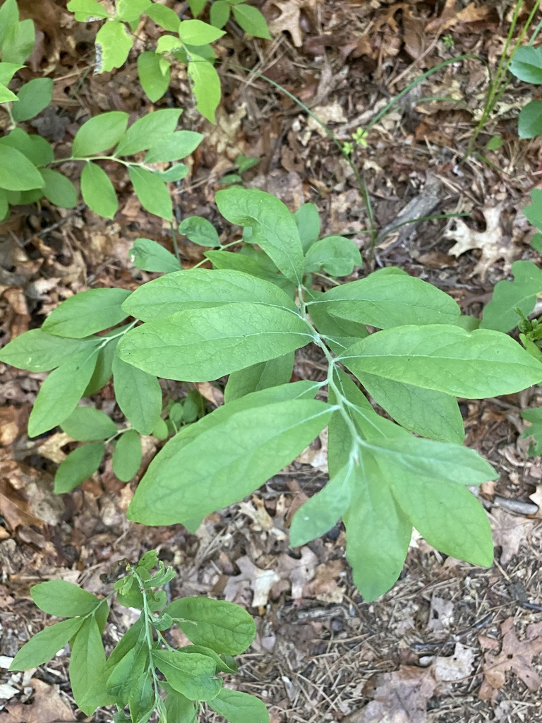 dangleberry from Massapequa Preserve, Massapequa Park, NY, US on June ...