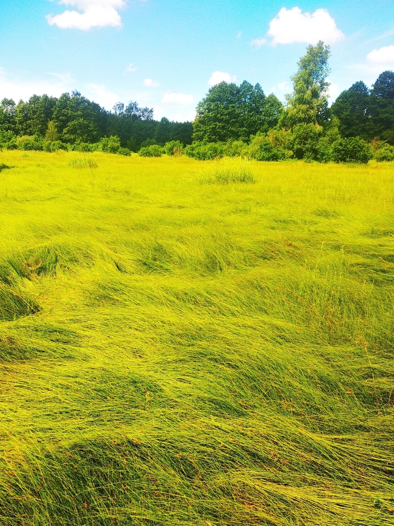 Vernal Sedge from Vawkavysk, BY-HR, BY on June 24, 2020 at 11:22 AM by ...