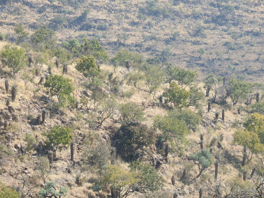 mountain aloe from Hennops River Hiking & Mountain Biking on June 24 ...