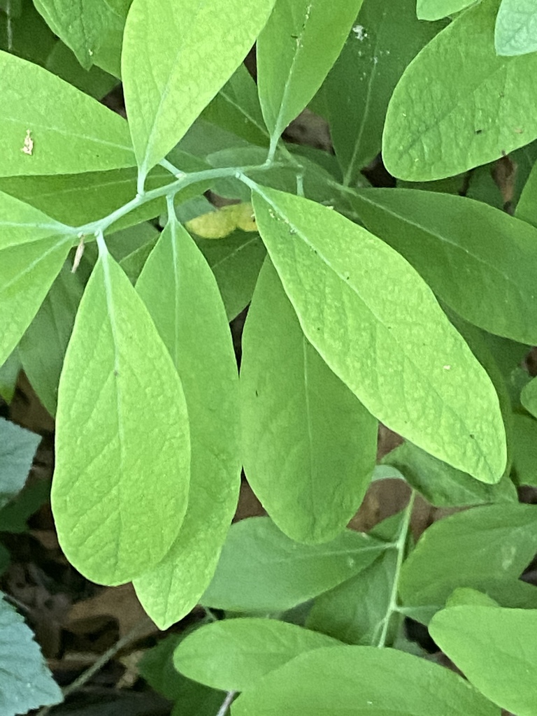 dangleberry from Massapequa Preserve, Massapequa Park, NY, US on June ...
