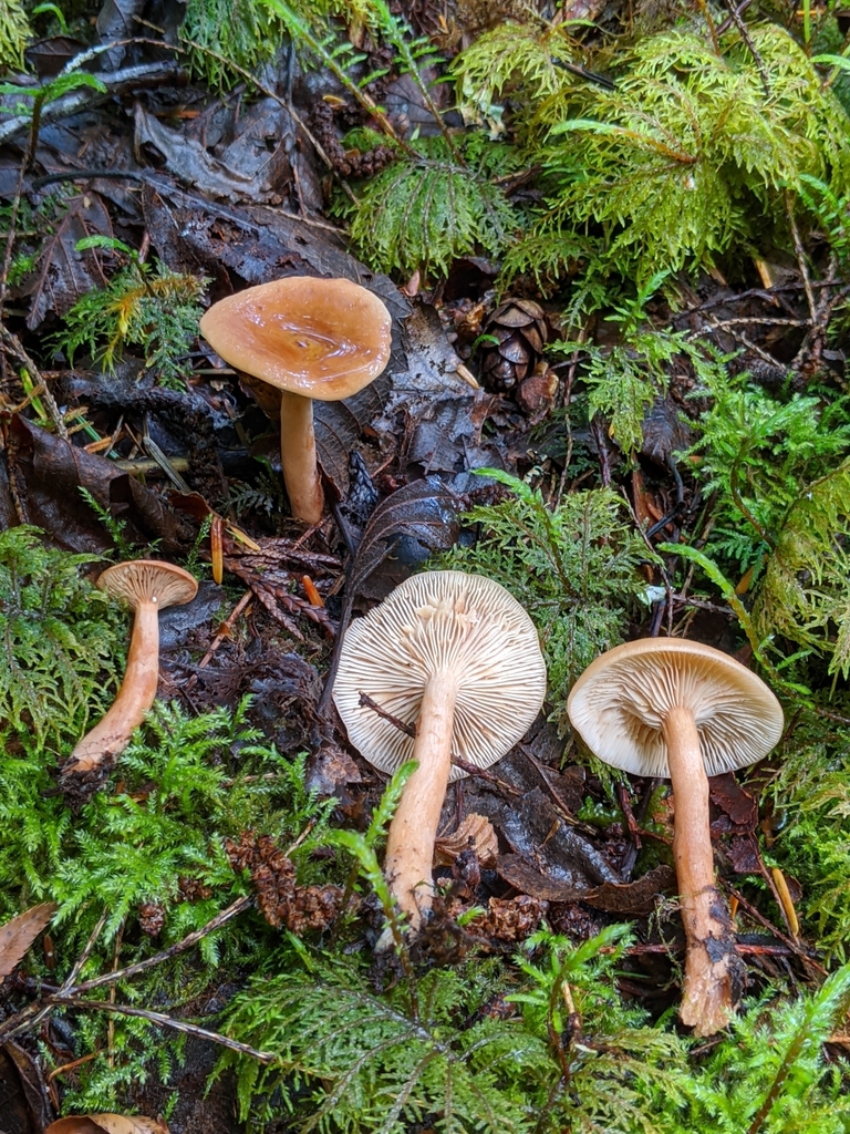 Birch Milkcap from Sudden Valley, WA 98229, USA on June 8, 2020 at 10: ...