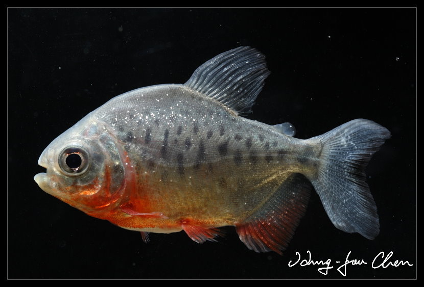 Red-bellied Pacu (Piaractus brachypomus) - Marine Life Identification