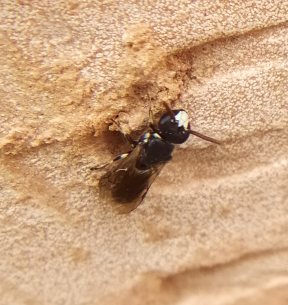 Slender-faced Masked Bee from Castle on June 24, 2020 at 03:33 PM by ...