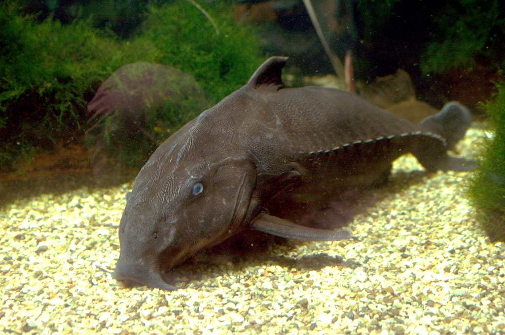 ripsaw catfish (Oxydoras niger) - Marine Life Identification