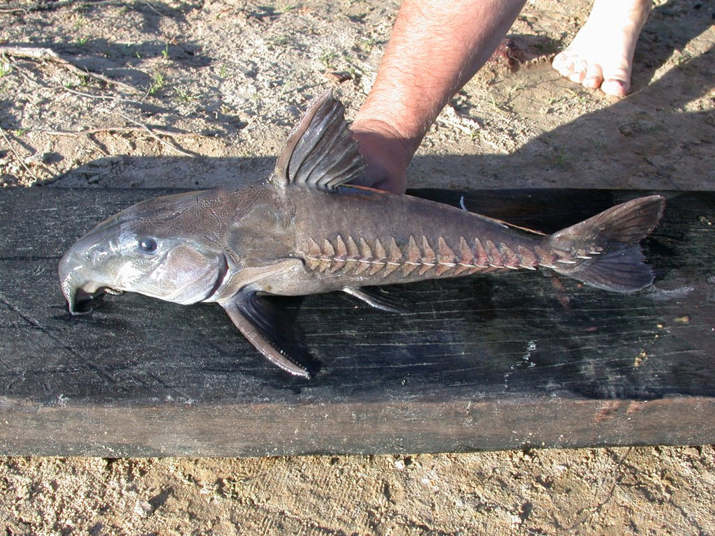 ripsaw catfish (Oxydoras niger) - Marine Life Identification