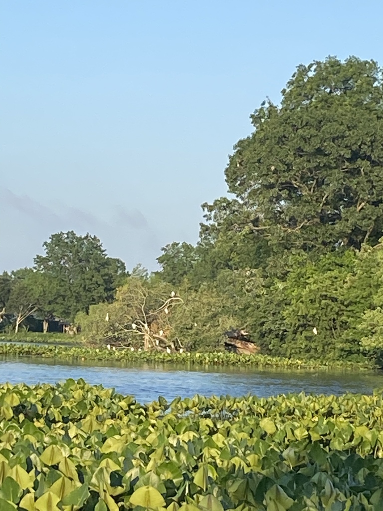 Great Egret from Massapequa Lake, Massapequa, NY, US on June 23, 2020 ...
