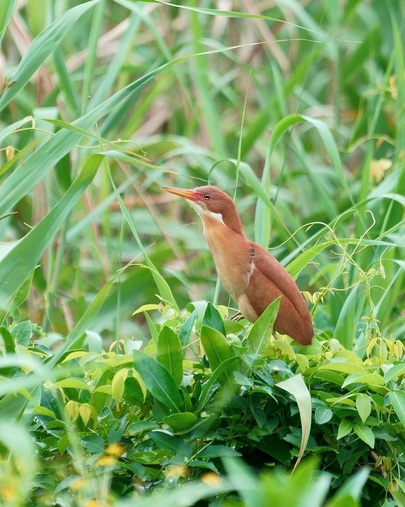 Cinnamon Bittern (Birds of Kanger Valley National Park) · iNaturalist