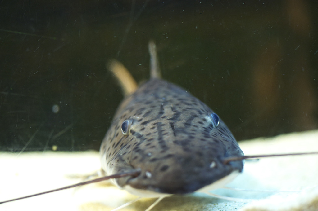 Tiger Sorubim (Pseudoplatystoma tigrinum) - Marine Life Identification