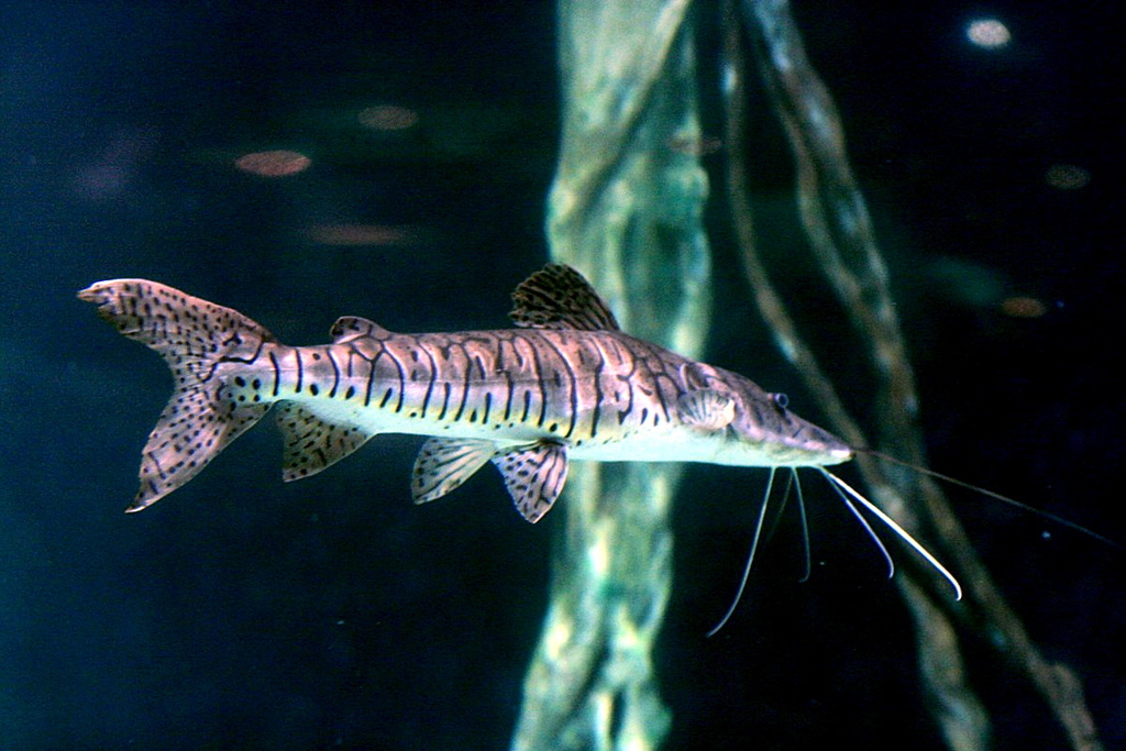 Tiger Sorubim (Pseudoplatystoma tigrinum) - Marine Life Identification